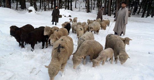 Were shepherds and sheep in the field in December at Christ's birth ...